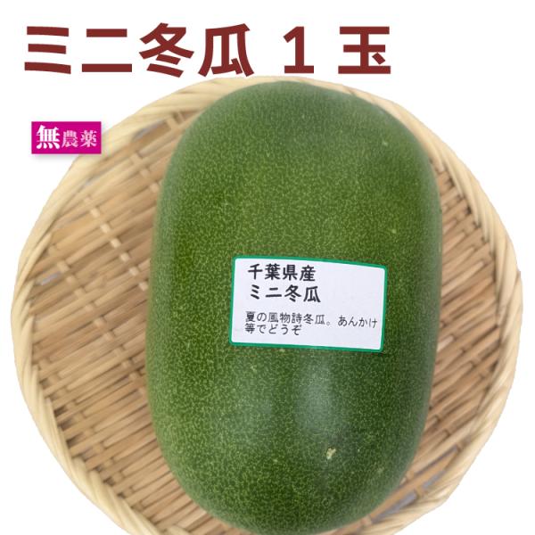 旬の味 ミニ冬瓜 1玉 無農薬栽培 送料別