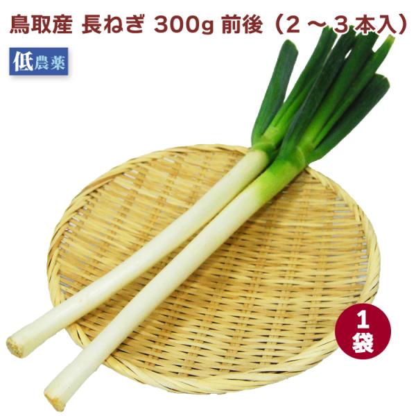 長ねぎ 300g前後（2〜3本）×1袋低農薬栽培産地：鳥取
