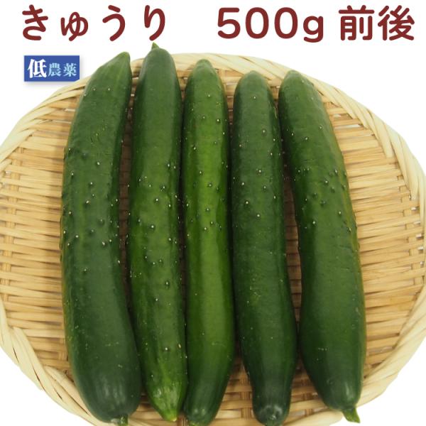 きゅうり 500g前後 低農薬栽培埼玉または長野 送料別常備野菜 サラダ 浅漬け ピクルス ぬか漬け 漬物