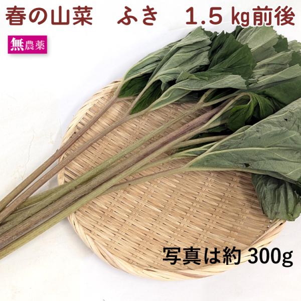 原材料：ふき　無農薬栽培　1.5 kg前後（写真は約300g)　埼玉県産　※入荷により、葉がついていない場合がございます。ご了承ください。