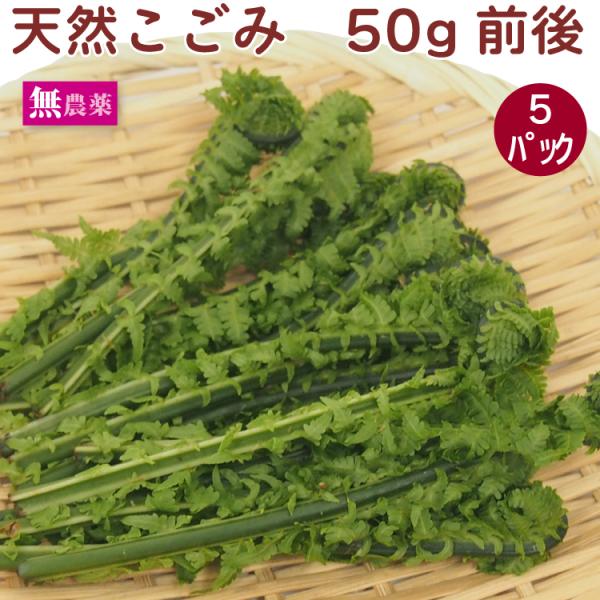 山菜　天然こごみ  無農薬栽培 天然物  250g前後 送料込