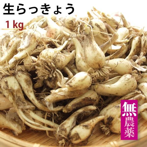 生らっきょう 土付き 送料込 鳥取市福部産 無農薬栽培 1kg前後