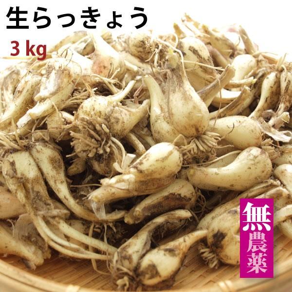 生らっきょう 土付き 送料込 鳥取市福部産 無農薬栽培 3kg前後