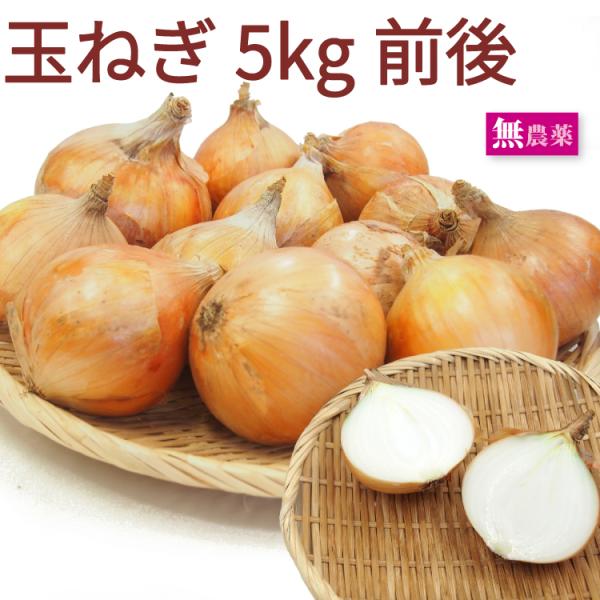 玉ねぎ 5kg前後　無農薬栽培産地：福島常備野菜 たまねぎ あると便利 定番野菜