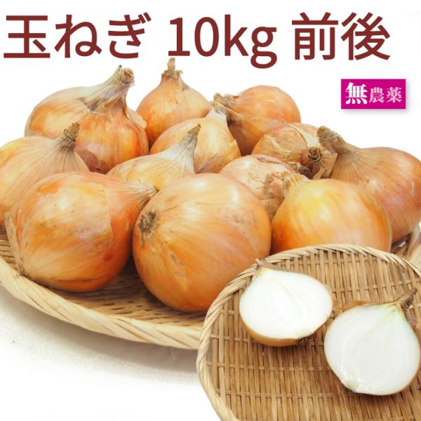 玉ねぎ 10kg前後　無農薬栽培産地：福島常備野菜 たまねぎ あると便利 定番野菜