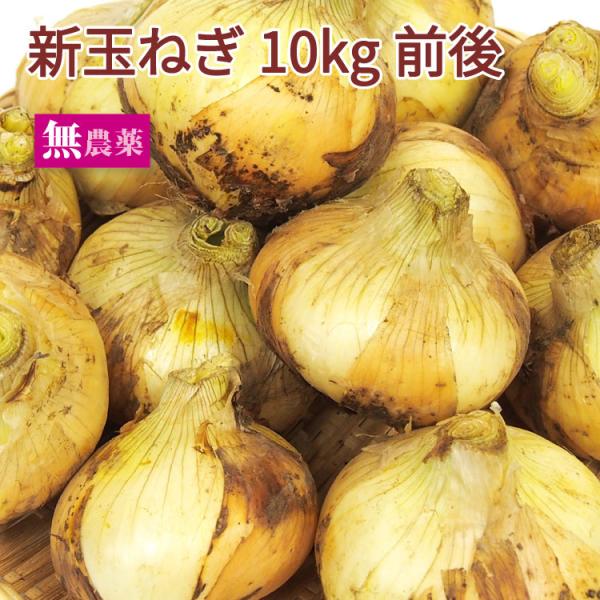 新玉ねぎ　10kg前後　産地：熊本・長崎瑞々しく辛味が少ないので、まずは薄切りにしてサラダで召し上がっていただくのがおすすめです。