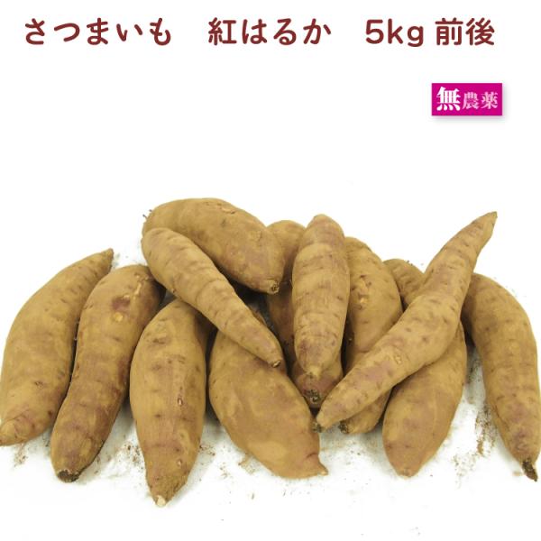 さつまいも 5kg前後 無農薬栽培 産地：鹿児島天ぷら・炒めもの・蒸して温野菜・煮物など常備しておくといろいろな料理に使えます