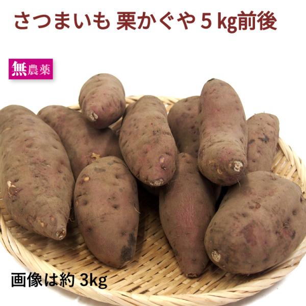 さつまいも 栗かぐや 5kg前後 無農薬栽培 産地：鹿児島