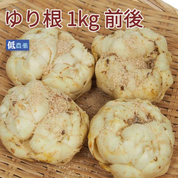 ゆり根 1kg前後 北海道産 低農薬栽培茶碗蒸しやおせち料理に