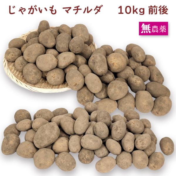 【じゃがいも/マチルダ10kg前後】北海道産　無農薬栽培【送料込】産地：北海道マチルダは、北海道のじゃがいもの中で、わずか0.2%しかつくられていない貴重なじゃがいもです。皮は黄色、肉色は淡茶色で、糖分の多く、男爵のようなホクホク感と、キタ...