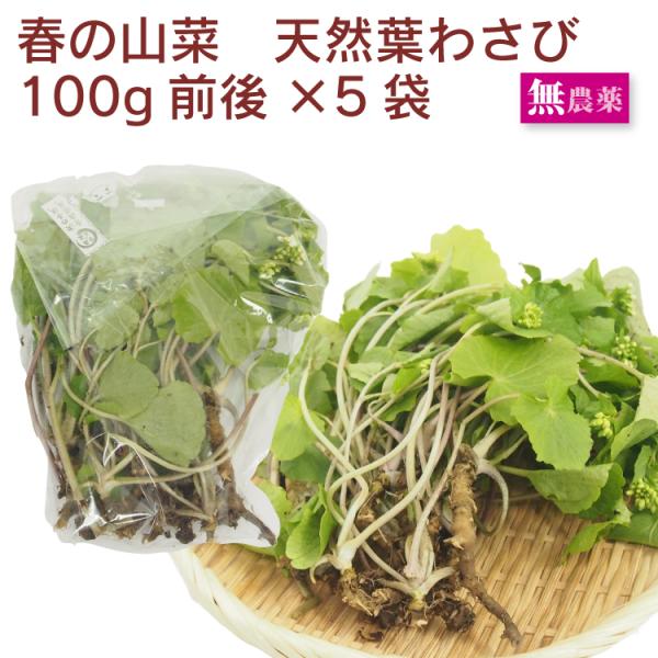 山菜　天然葉わさび　青森産  100g前後×5袋　送料込春の味覚 天然物 春の山菜 季節の野菜