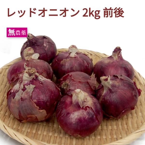 レッドオニオン　2kg前後 産地：兵庫無農薬栽培のレッドオニオンです。辛みが少なく、サラダに新しい彩りを加えてくれます。