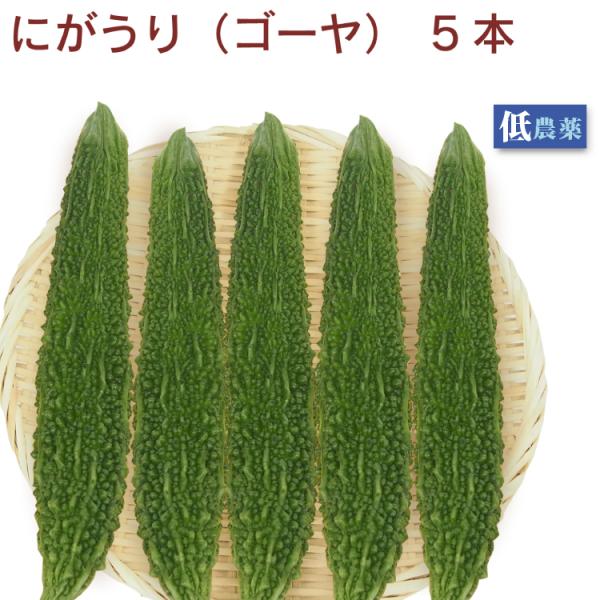 にがうり　低農薬栽培　5本　産地：埼玉夏野菜 にがうり ゴーヤー 苦瓜 夏バテ防止