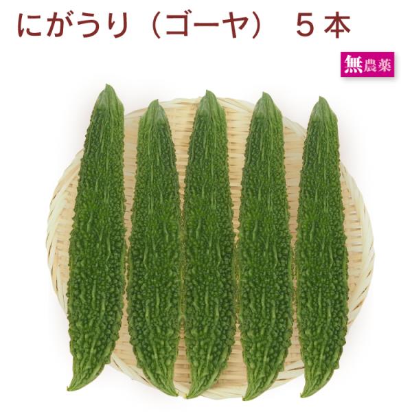 にがうり　無農薬栽培　5本　産地：鹿児島夏野菜 にがうり ゴーヤー 苦瓜 夏バテ防止
