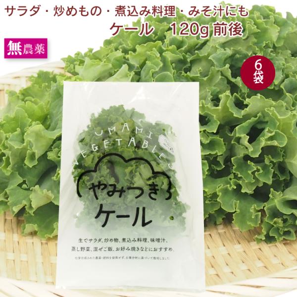 ケール　無農薬栽培　6袋　産地：長野ベータカロテンを緑黄色野菜の中で最も多く含んでいるほか、ビタミンEやビタミンCなどビタミンとミネラルをバランスよく豊富に含み、生活習慣病の予防に、また老化予防にもいいと言われています。 オリーブオイルの炒...