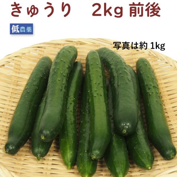 きゅうり　2kg前後 低農薬栽培 産地：埼玉 送料込国産 浅漬け ピクルス ぬか漬け サラダ 漬物