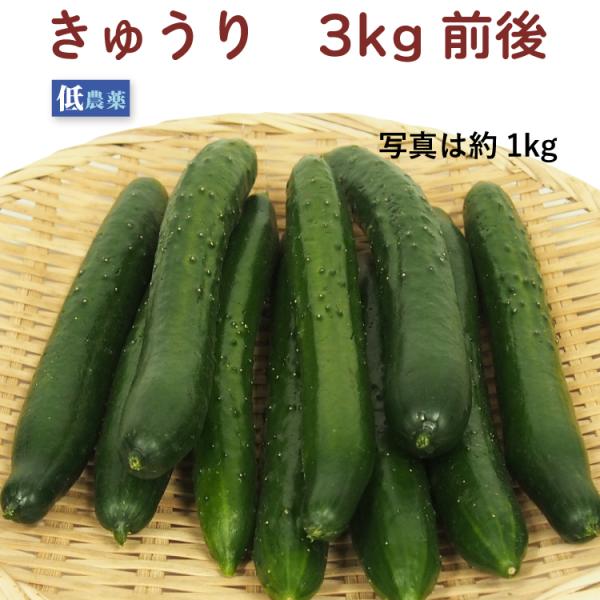 きゅうり 3kg前後 低農薬栽培  産地：埼玉 送料込国産 浅漬け ピクルス ぬか漬け サラダ 漬物