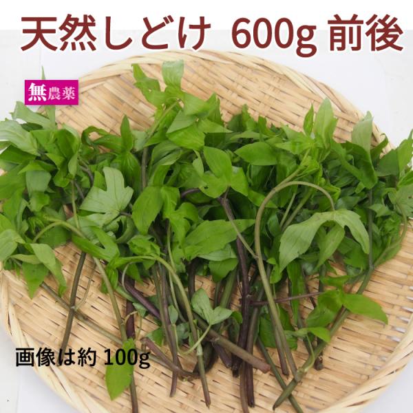 天然しどけ　(もみじがさ）　600g前後独特のワイルドな風味がある山菜で、地元ではタラの芽より人気があるとも言われています。お浸し、天ぷら、和え物、炒め物、汁の実などで、お楽しみください。