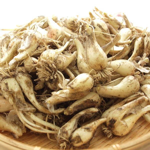 生らっきょう 土付き 送料込 鳥取市福部産 無農薬栽培 10kg前後