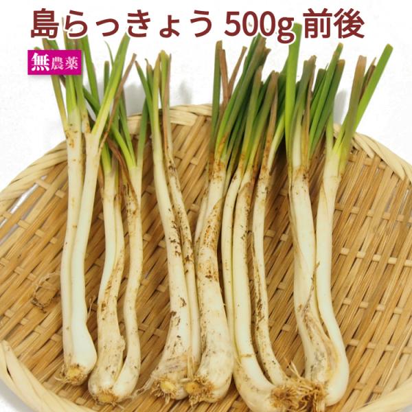 島らっきょう　無農薬栽培　500g前後産地：沖縄