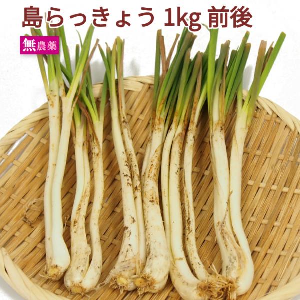 国産 沖縄県 無農薬 島らっきょう 1kg前後