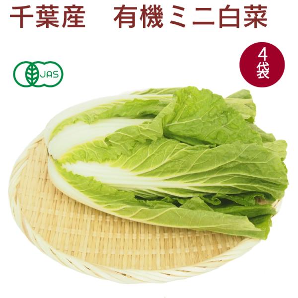 ミニ白菜　有機栽培・無農薬栽培　4個　産地：鹿児島使い切りやすい小ぶりサイズの白菜です。