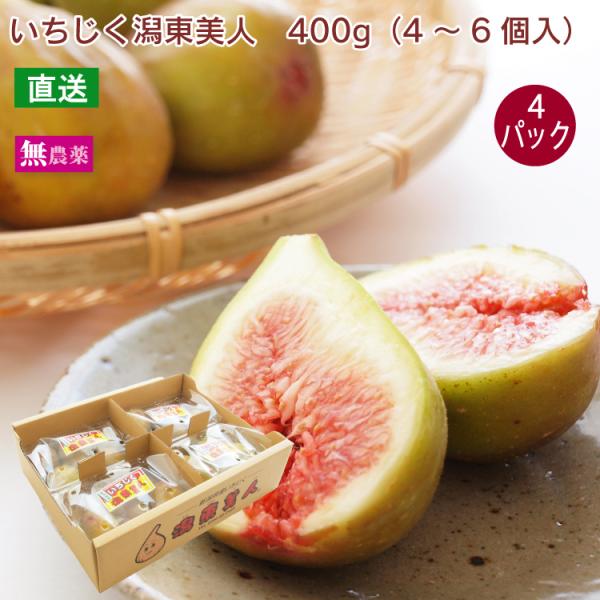 【予約】直送　新潟産　いちじく 「潟東美人」無農薬栽培 400g前後（4〜6個入）×4パック 糖度：17〜18度　無農薬　生産者：新潟　島田農園　フランス原産のバナーネという白いちじくを、新潟・潟東地域の島田さんが栽培しました。皮が白く、一...