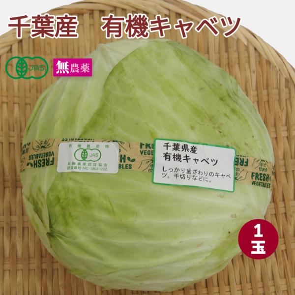 有機キャベツ　1玉　無農薬栽培　産地：千葉<br>有機栽培のキャベツです。<br>しっかりとした歯ざわりのキャベツです
