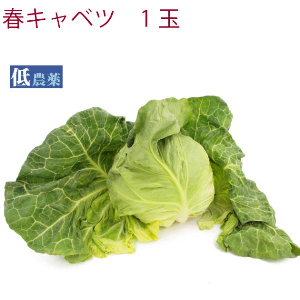 春キャベツ　1玉　低農薬栽培　産地：神奈川