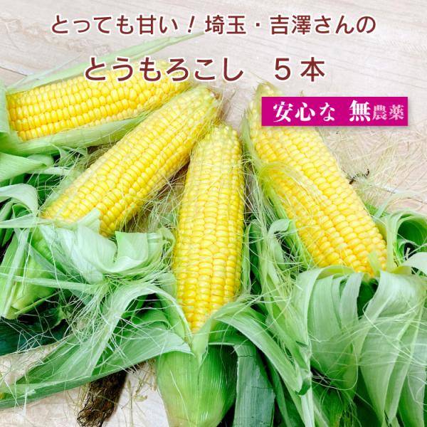 とうもろこし 埼玉県産　無農薬栽培 5本　生産者：吉澤農園