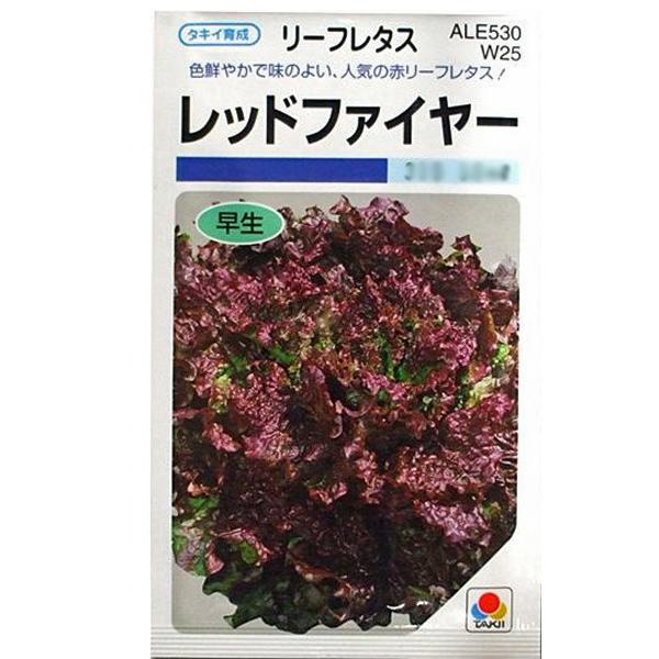 草勢強く、作りやすい早熟多収穫の野菜です。外側から内部へと鮮やかな赤褐色と若草色のコントラストが美しく、葉質やわらかで美味しいリーフレタスです。
