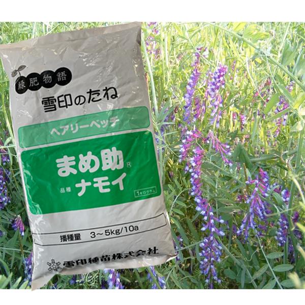 まめ助は、一年生のマメ科作物で、飼料や緑肥として利用されています。アレロパシーの作用により、高い雑草抑制効果を発揮します。晩生品種で耐寒性があり、日陰地でも育ちます。春には紫色の花が咲き、密源としても利用可能です。線虫防除に！連作障害対策に...