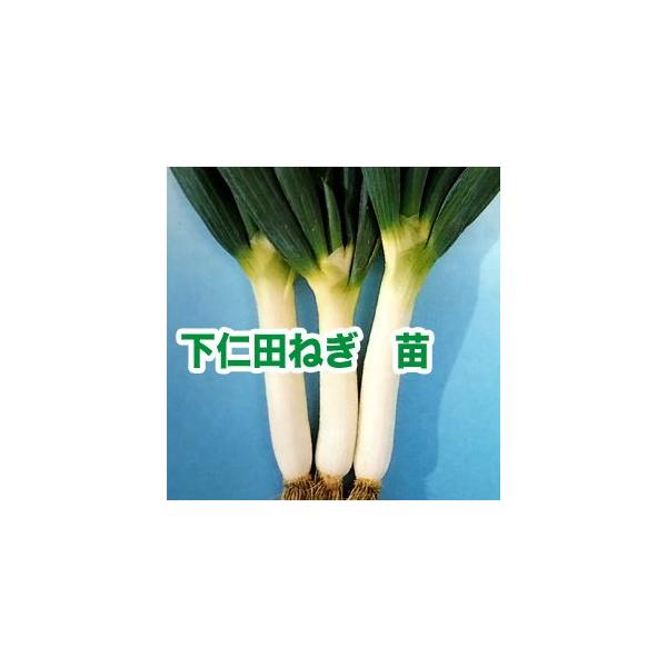 【発売日：2026年03月30日】【3月下旬〜4月上旬頃より順次発送予定】味は天下一品！ねぎの王様下仁田ねぎです。軟白部は長さ20〜25cm、太さ3〜4cmで分けつはなくよく揃います。葉は濃緑色で短太で葉数は少ないです。肉質がやわらかく、濃...