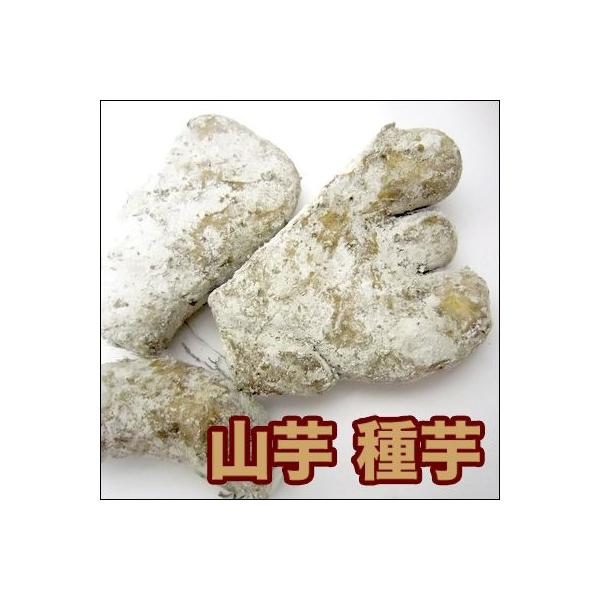 【期間限定！割引！】皮がむきやすく、おろしやすいヤマイモです。イモの先端がイチョウの葉のように広がることから「いちょうイモ」と呼ばれています。また、「ヤマトイモ」や「手イモ」とも呼ばれています。そのまま植えつけるサイズでお届けします。※お届...