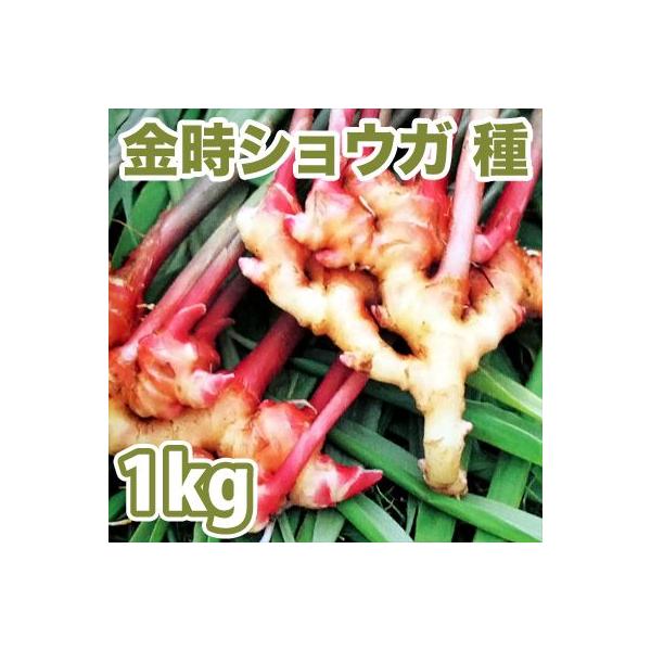 【発売日：2026年03月31日】【4月上旬頃発送予定】塊茎は褐色を帯び、幼芽および株元は特に鮮やかな淡紅色です。辛みは強く、芽ショウガの酢漬にもおすすめです。小しょうがや葉しょうがとしても親しまれています。（植付け：4〜5月/収穫：8〜1...