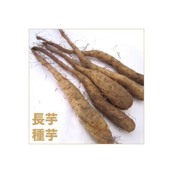 【発売日：2026年03月05日】長芋は生食ばかりではなく、菓子などの加工方面に多く使われ、その需要の広さは驚くほどです。南部特産の本種は首部が短いので、収穫と取り扱いが楽であることから好評を得ています。※本商品はメール便をご利用できません