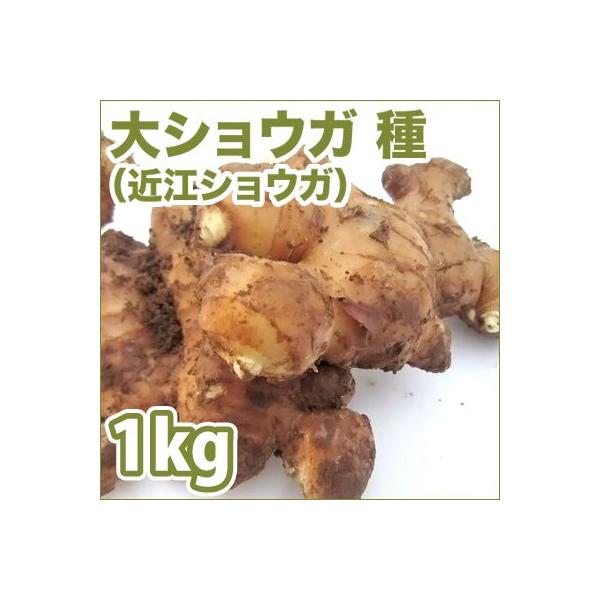 【発売日：2026年03月31日】【4月上旬頃発送】薬味用ショウガで定番人気！辛みも適度で柔らかく、食味は良好です。紅ショウガやおろしショウガなど、薬味におすすめです。※本商品はメール便をご利用できません