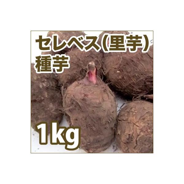 【発売日：2026年04月10日】赤芽、大型の親子兼用品種です。ホクホク感があり、煮くずれしないので煮物にピッタリ！形の整った良質なイモがたくさん採れます。※本商品はメール便をご利用できません