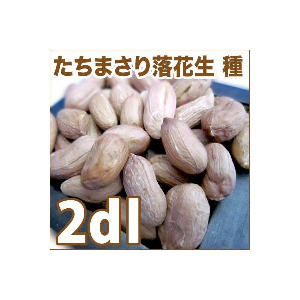 【発売日：2026年03月30日】【3月下旬頃より順次発送予定】大粒で良質の立性ピーナツ。ゆでて良し、炒って良しの万能落花生です。※本商品はメール便をご利用できません