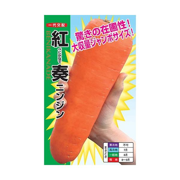 レギュラーサイズの約2倍まで大きくなる品種で、もちろん通常サイズでの収穫も可能です。とても在圃性が長く、裂根の心配が少ないニンジンです。