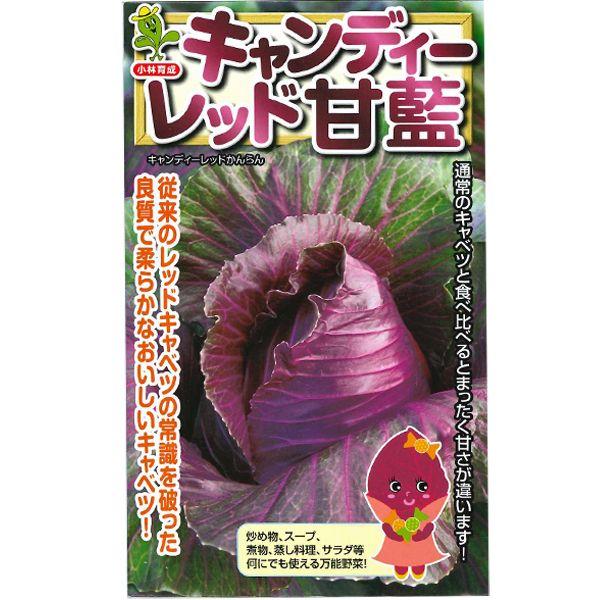 通常のきゃべつと食べ比べると、まったく甘さが違う、良質で柔らかな美味しいレッドキャベツです。耐寒性が強く、霜腐れしにくい品種です。