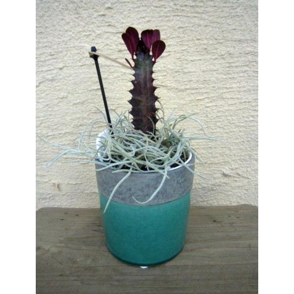 シンプルなアンティーク調の鉢に多肉植物とスパニッシュモスをあしらいました。2重構造になっており、多肉植物にとっては不要な多すぎた水は鉢底にたまるようになっております。【eARTh SUCCULENTS】とは、メキシコの国境にほど近いカリフォ...