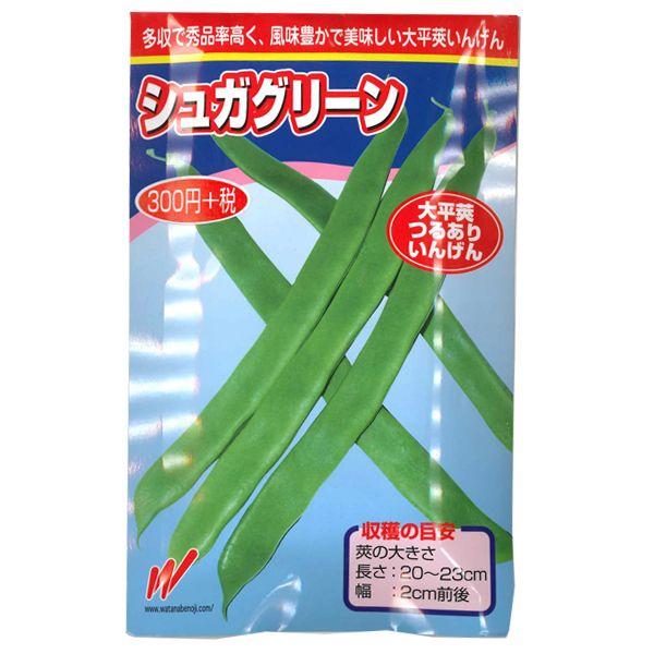 多収で秀品率高く、風味豊かで美味しい大平莢いんげんです。莢の大きさは長さ：20〜23cm、幅2cm程です。子実(豆)の肥大が遅く、食感は柔らかく、風味豊かで、食味が良いです。