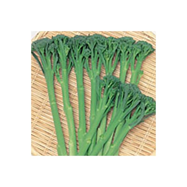 【12月上旬頃入荷予定】アスパラガスに似た甘みある花茎のスティックブロッコリーです。次々と伸びる側花蕾を長期間収穫できます。20cmくらいの長い側花蕾が15本程度取れます。