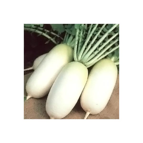 肌がきれいで夏〜晩秋まきでも根形がまとまります。根長20〜25cm、根径7.0〜7.5cmほどで収穫できます。す入りが遅く、肉質は緻密で食味に優れています。ウィルス病、軟腐病、横縞症などの各種病害に強いです。※本商品はメール便をご利用できません