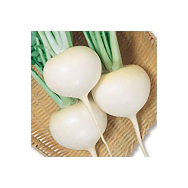 ウイルスやべと病など耐病性に富み、栽培のしやすい、小〜中カブ品種です。草姿立性で葉長50cm程度、やや長葉で切れ込み少なく、葉色は鮮緑で、葉面などに毛がなく葉質はやわらかいです。根部は豊円な腰高、横径４〜５cmでまとまりよく、小カブとして収...