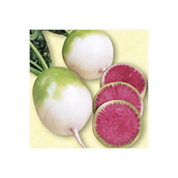 根茎は直径7〜8cmほどの球形で、そろいがよいです。内部の肉色が鮮紅色で美しく、紅色の成分はポリフェノールの一種「アントシアン」で、抗酸化作用があります。葉形は従来の「天安紅心」と異なり、葉に切れ込みがあり、コンパクトな草姿で密植が可能です...