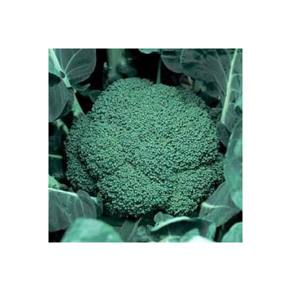 低温下の収穫になる年内〜年明けどりの作型に適する頂花蕾どり専用種です。花蕾にアントシアン着色の心配がなく、安心して出荷できます。花蕾は肥大がよく、茎もやや太めでボリューム感にすぐれます。色は鮮青緑色で粒ぞろいがよく、形状はセミドームでまとま...