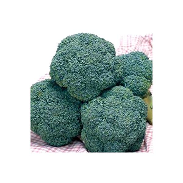 適期栽培では、定植後65日程度で収穫できる中早生種です。草姿は中立性で草丈がコンパクトなため、肥培管理や収穫作業が容易です。花蕾は濃緑色のドーム形でよくまとまり、粒が小さく、しまりがよいです。また、花蕾のそろいがよく秀品率が高いです。茎は太...