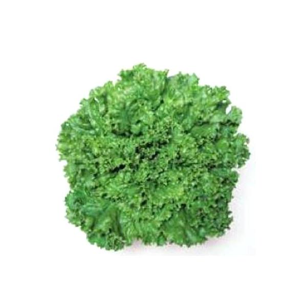 晩抽性と耐暑性にすぐれる濃緑種です。草勢はややおとなしくチップバーンの発生が少ないので、高温期でも良質なグリーンリーフが安定して出荷できます。葉柄基部の幅が安定して広いので、肋のねじれが少ないです。また、高温期の多雨環境でも過剰な生育をせず...